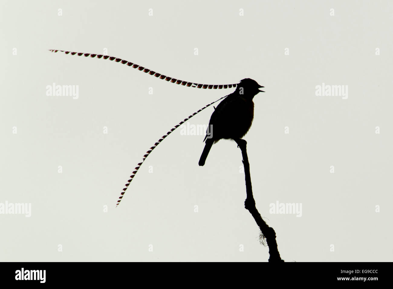 King of Saxony Bird of Paradise (Pteridophora alberti) adult male on ...