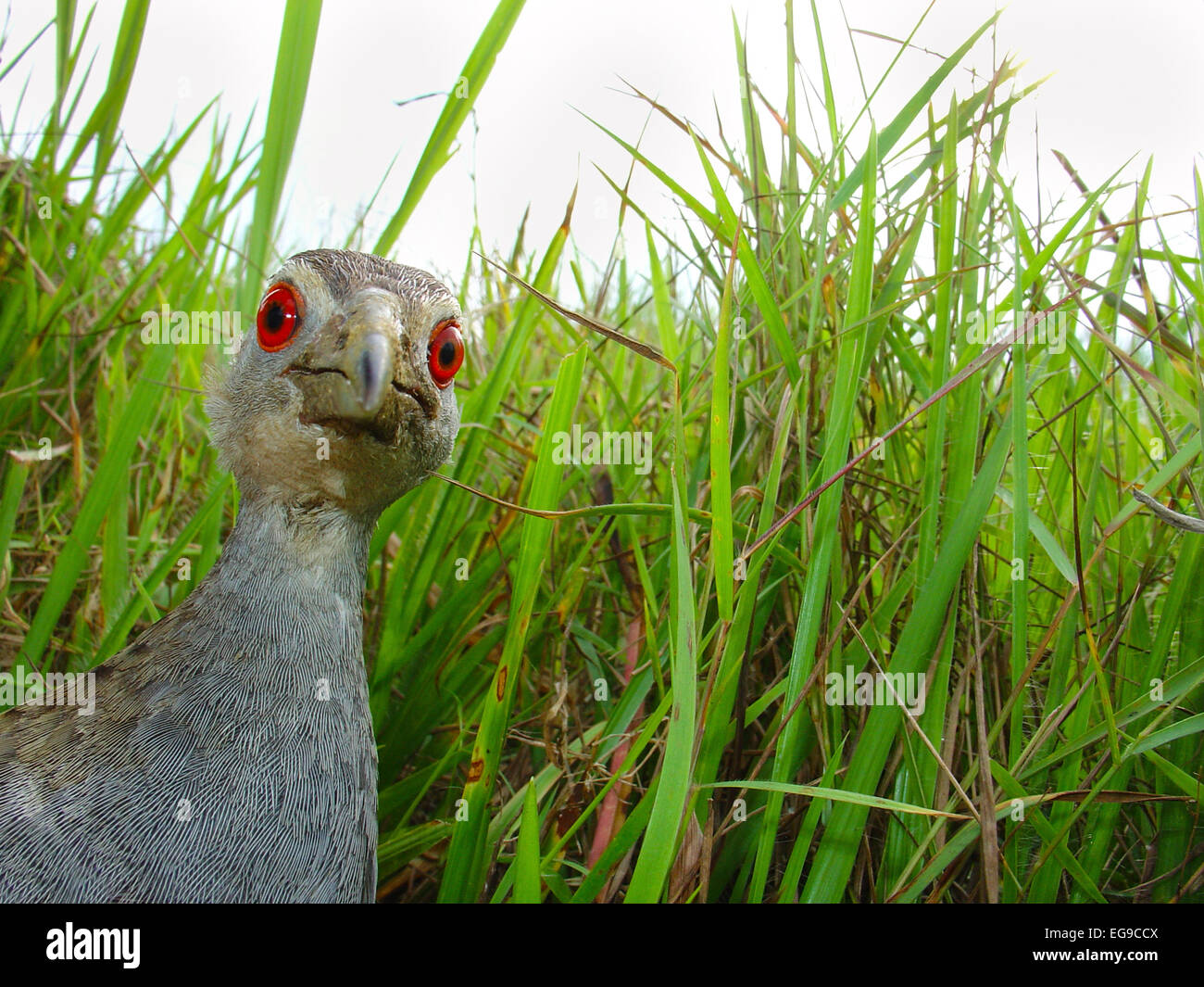 African Crake (Crecopsis egregia) portrait in long grass ,Mboko ...