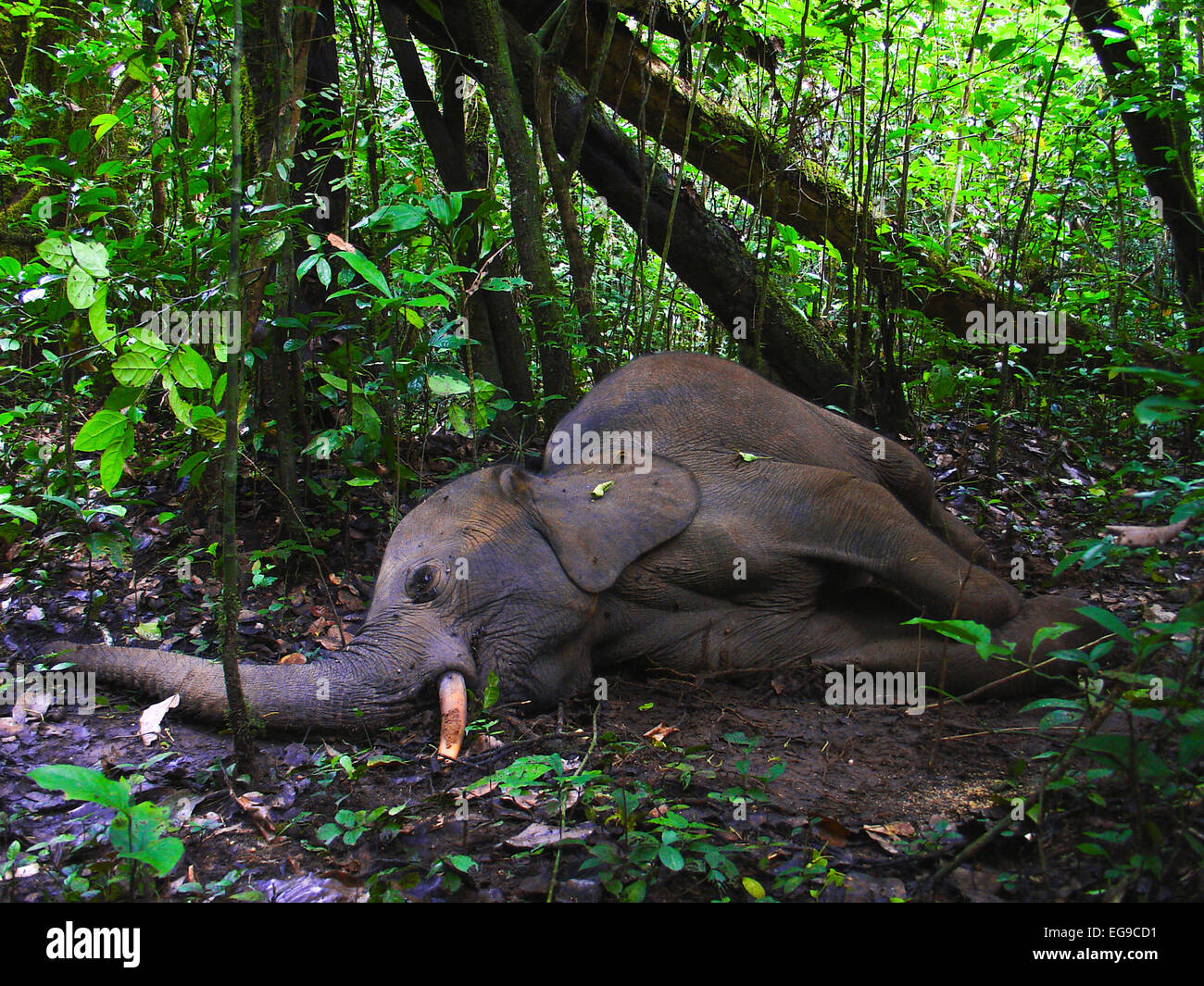 African forest elephant congo hi-res stock photography and images - Alamy