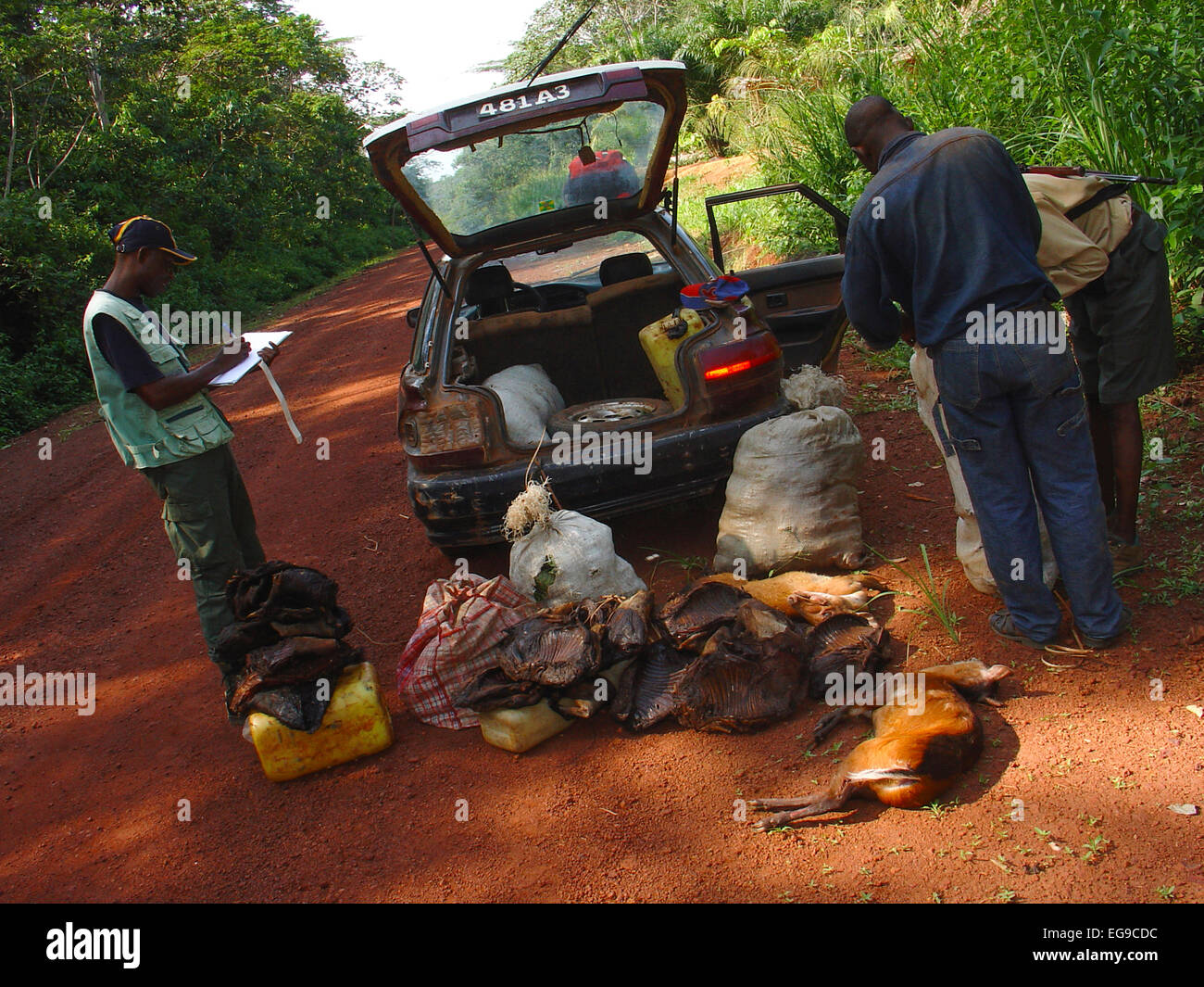 Bay duiker male hi-res stock photography and images - Alamy