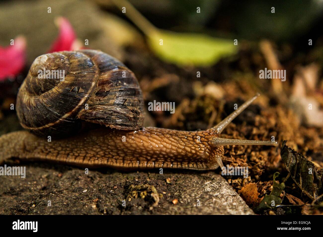 Speedy snail hi-res stock photography and images - Alamy