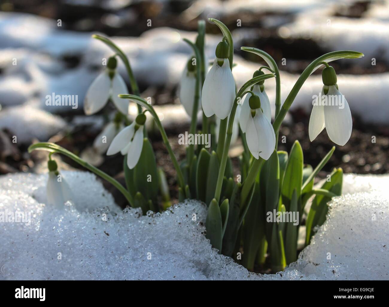 Spring flowers - snowdrop in sunshine Stock Photo - Alamy