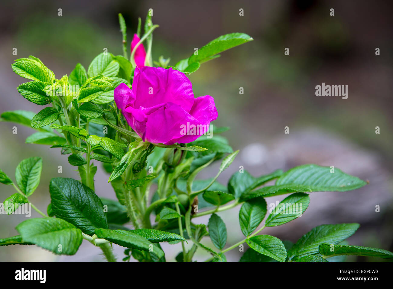Rosa Rugosa Scabrosa Rose Stock Photo - Alamy