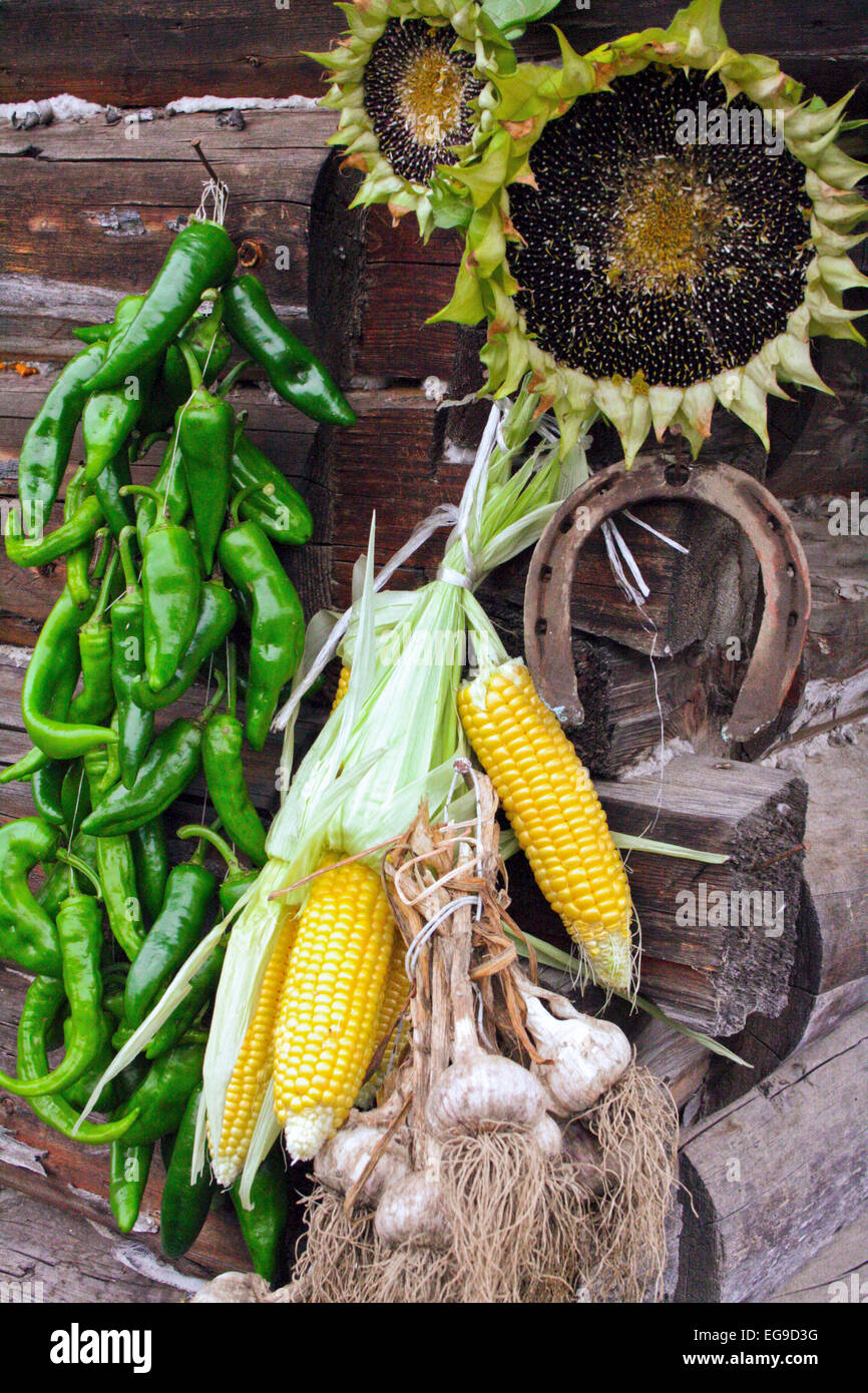 Drying sunflower seed hi-res stock photography and images - Alamy