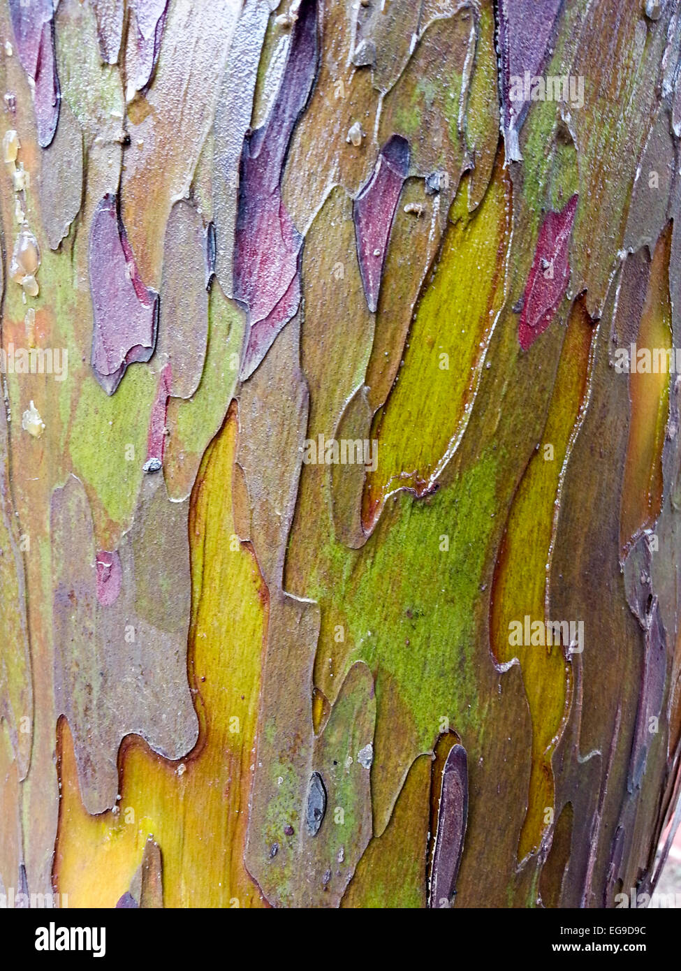 Peeling tree trunk close hi-res stock photography and images - Alamy