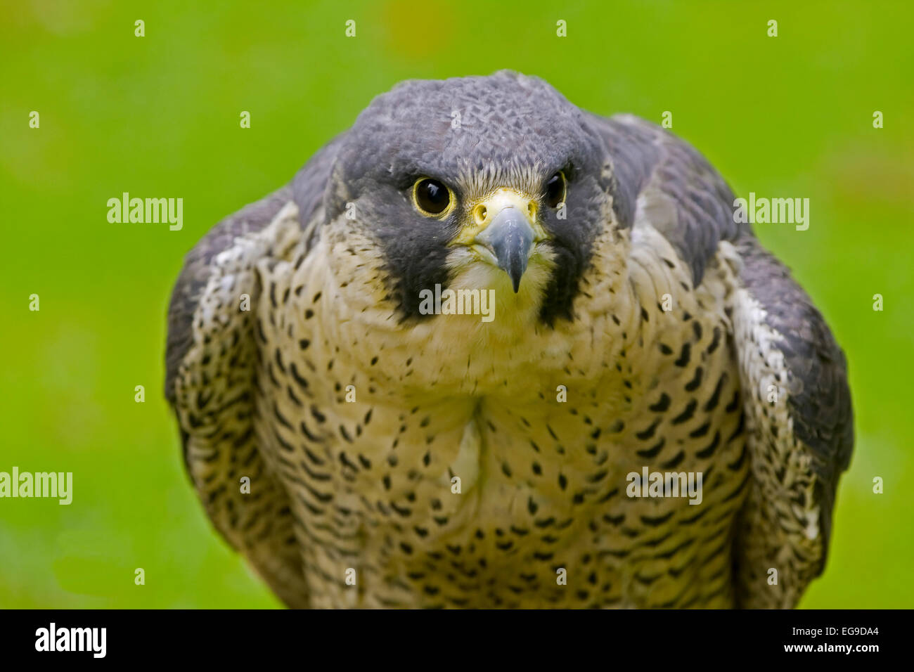Falkenartige falconidae hi-res stock photography and images - Alamy
