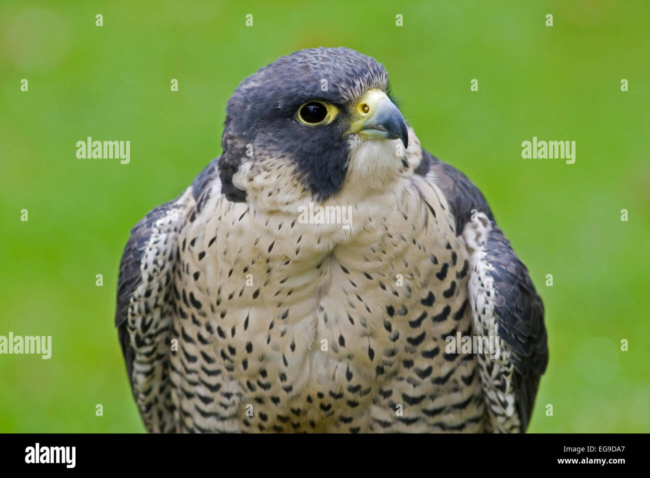 Peregrine Falcon (Falco peregrinus Stock Photo - Alamy