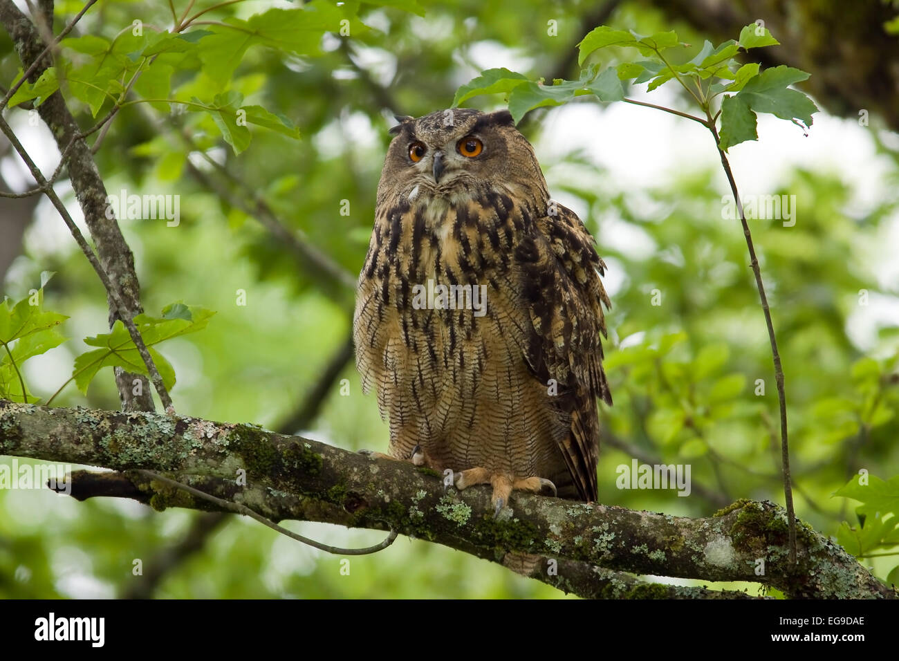 Deutschland bubo bubo hi-res stock photography and images - Alamy