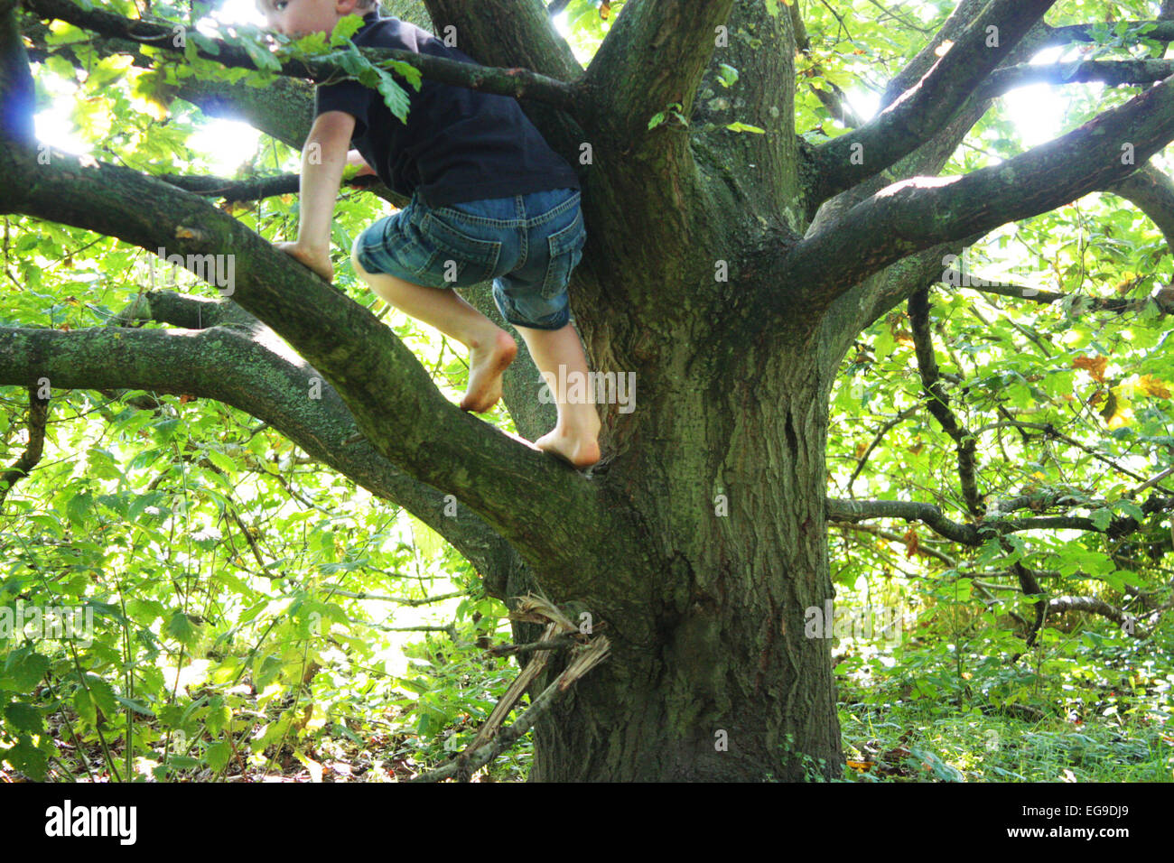 Boy climbing tree barefoot hi-res stock photography and images - Alamy