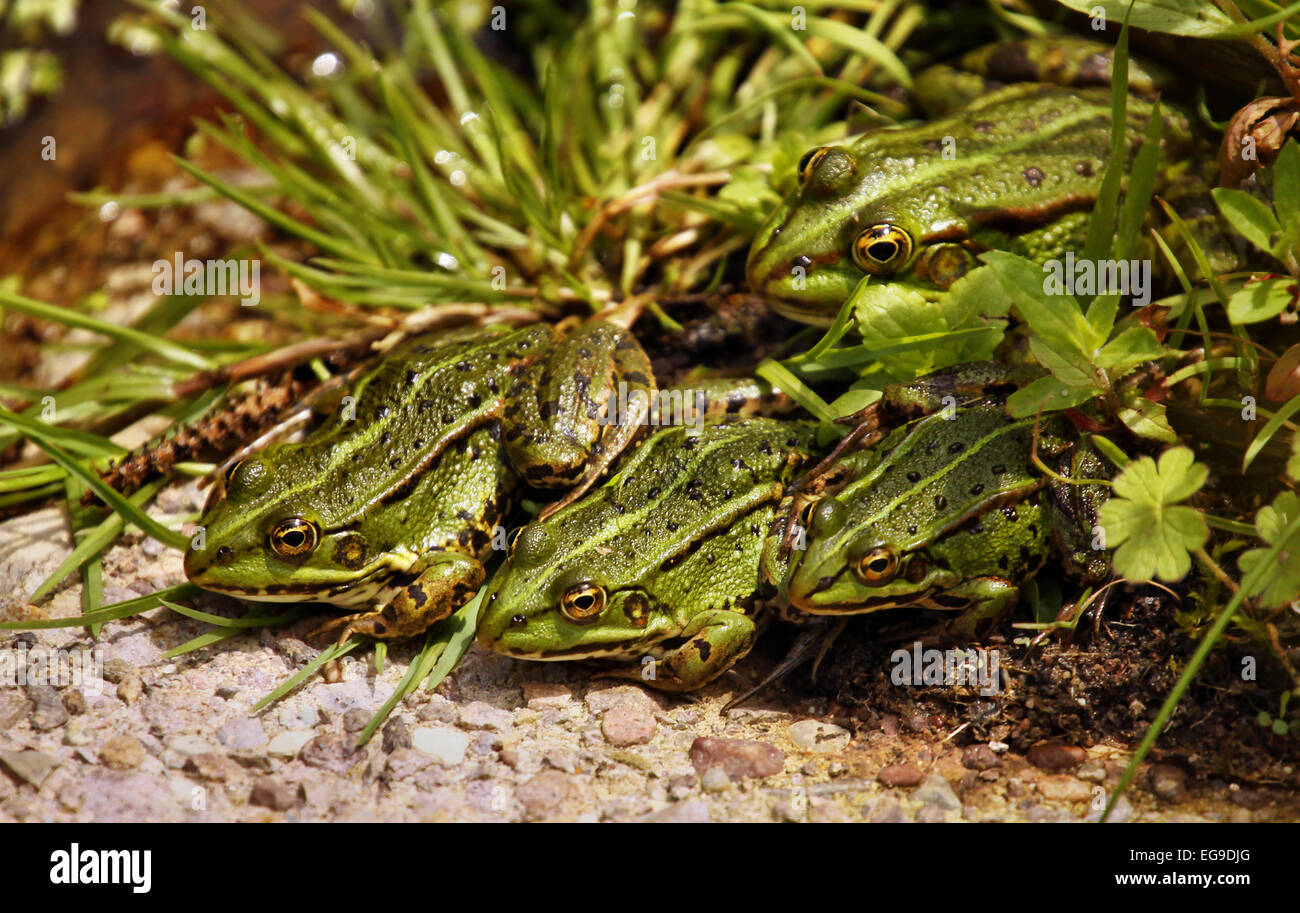 Four frogs in grass hi-res stock photography and images - Alamy