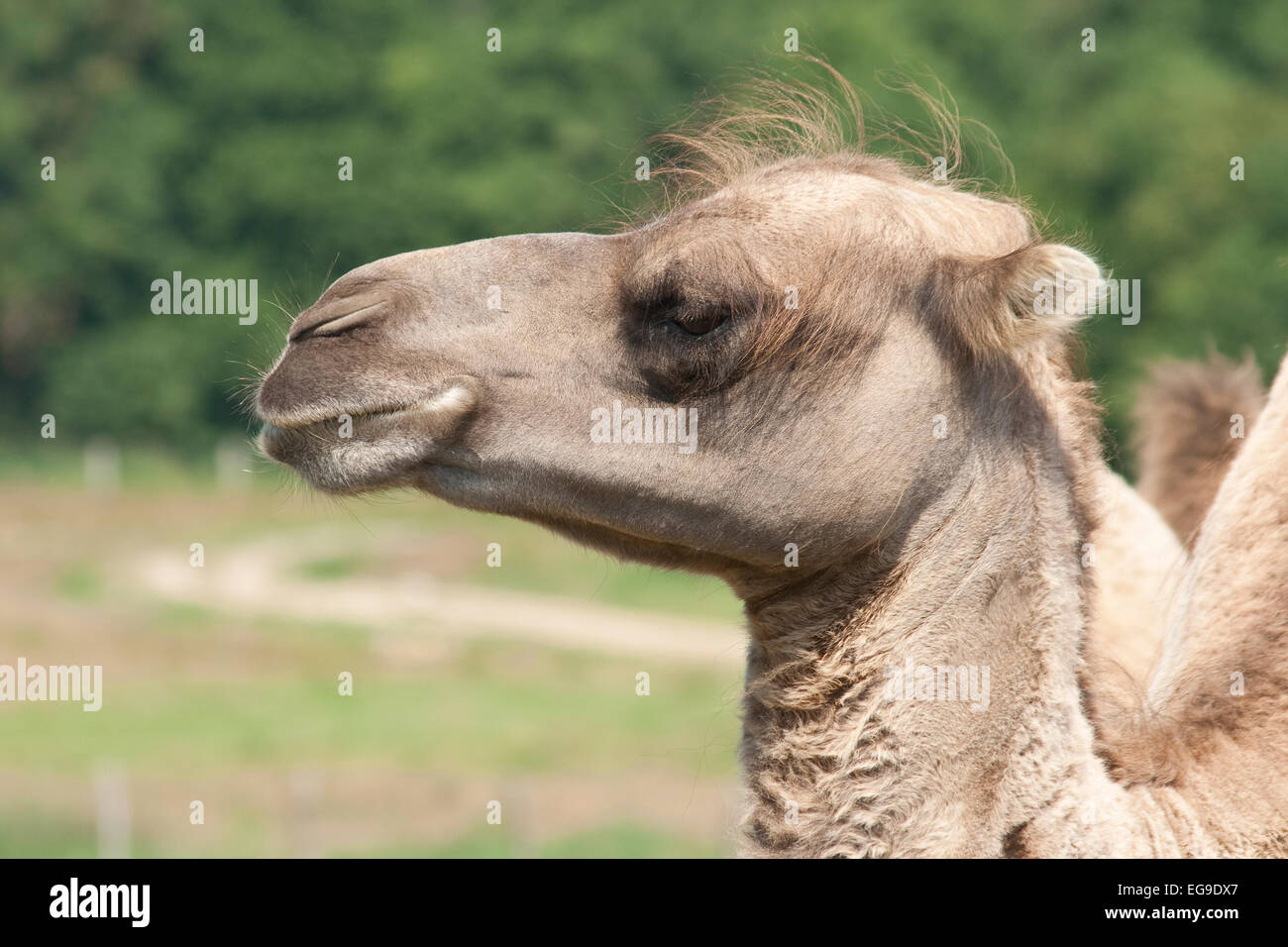 Camel eye close up hi-res stock photography and images - Alamy