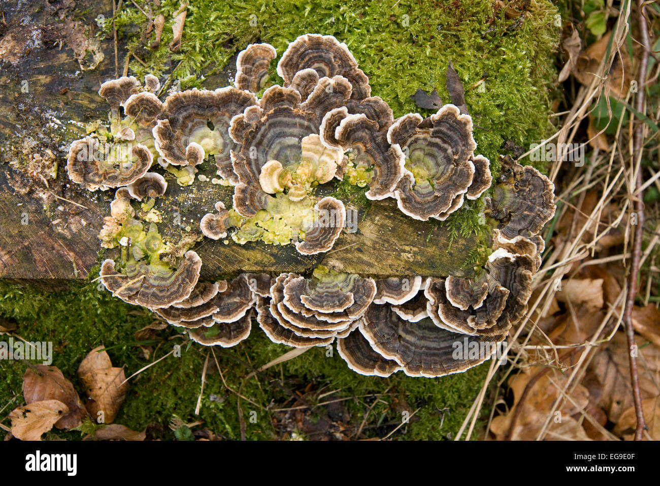 Tree leaves with fungus hi-res stock photography and images - Alamy
