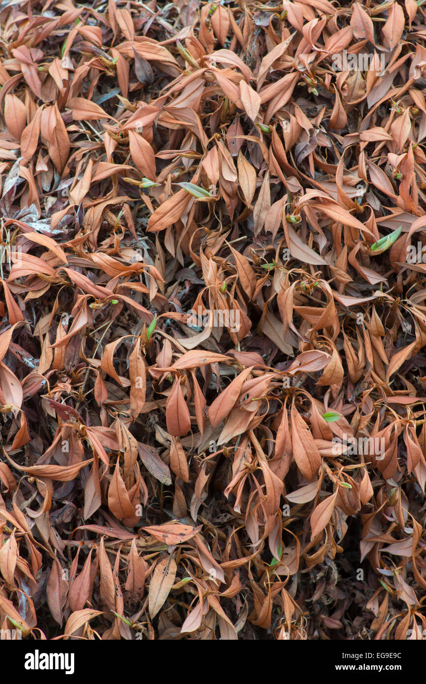 Alpine Bistort: Bistorta vivipara. Brown leaves in winter Stock Photo ...