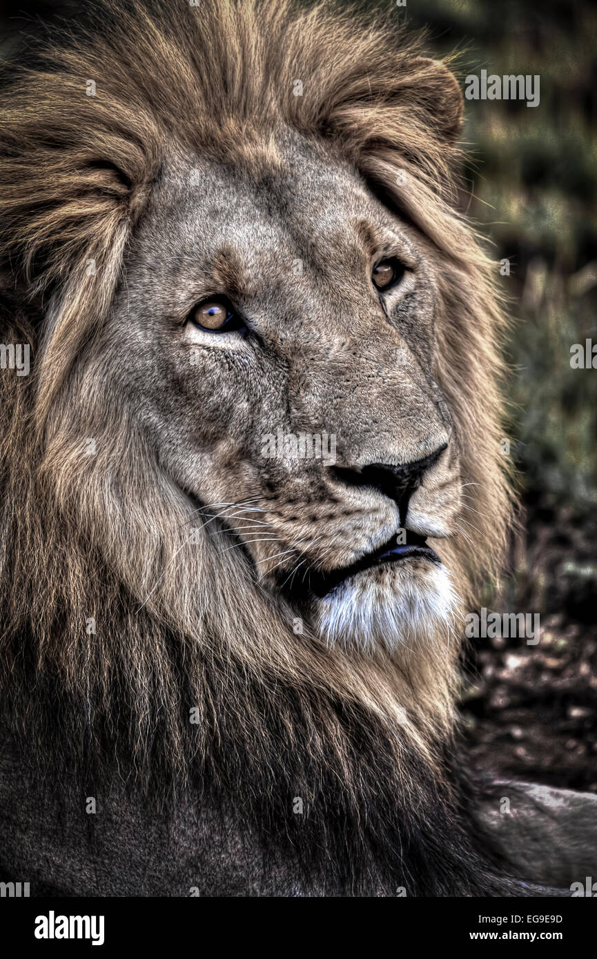 Portrait of lion outdoors Stock Photo - Alamy