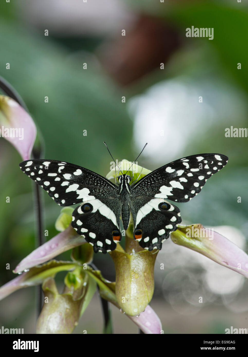 Common lime swallowtail butterfly hi-res stock photography and images ...