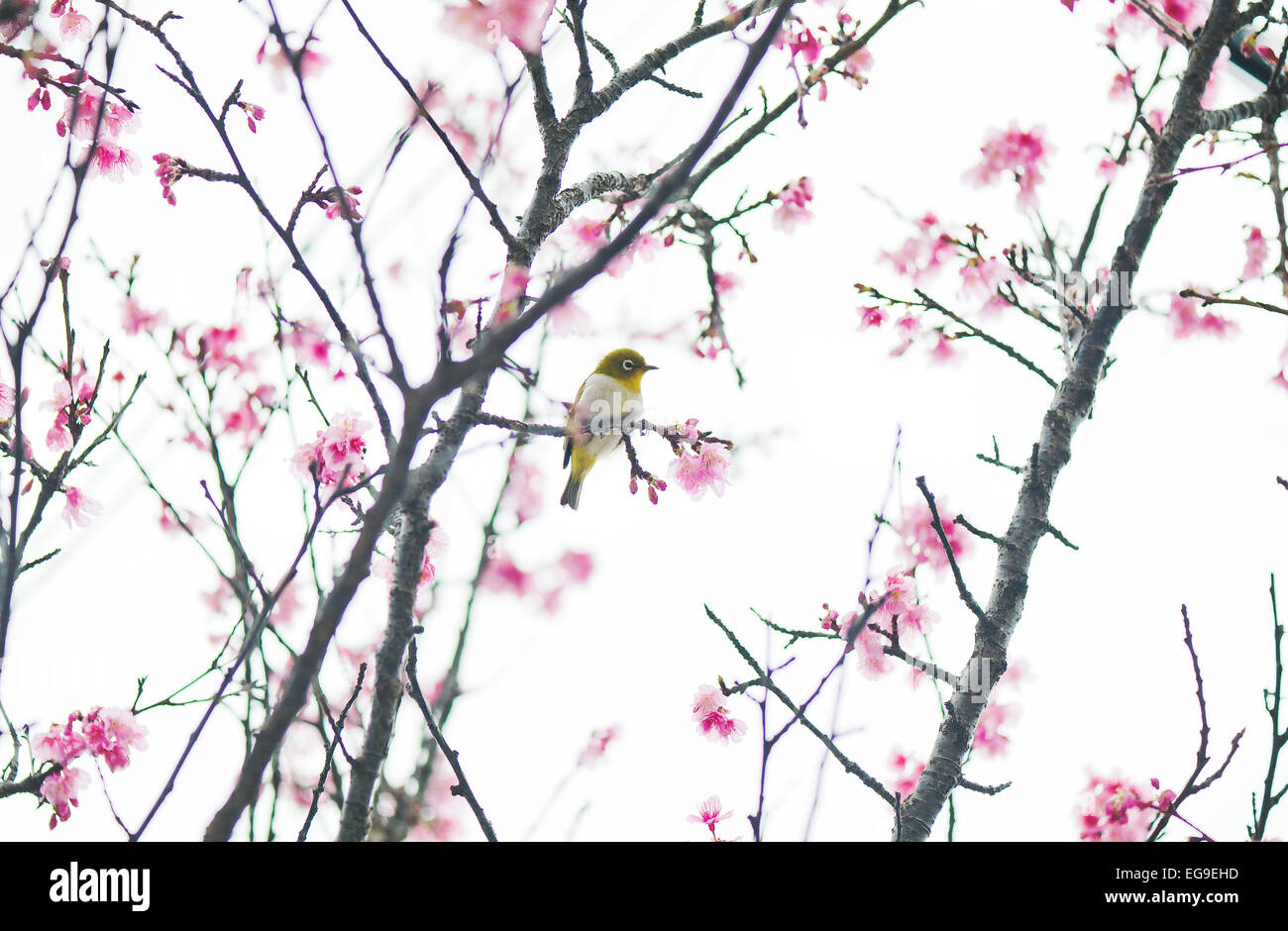 Sakura bird perching on cherry tree branch, Okinawa, japan Stock Photo ...