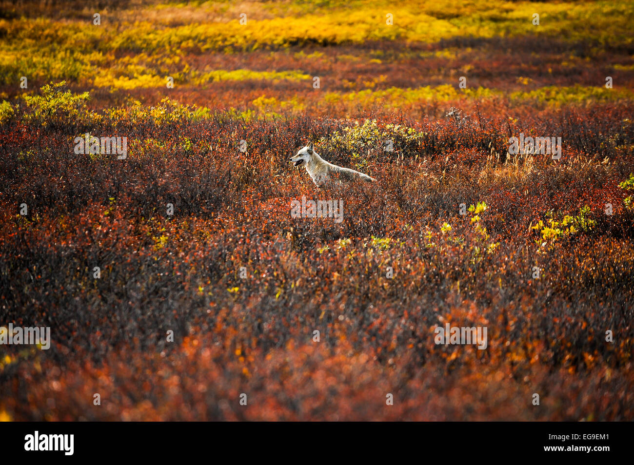 Wolf standing in meadow, Denali National Park, Alaska, United States ...