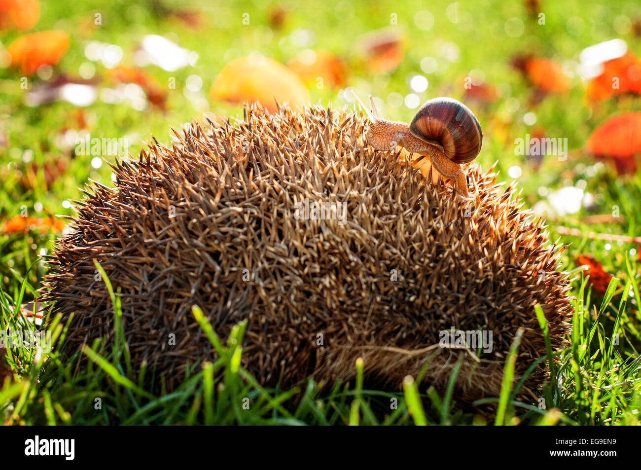 Back view on walking hi-res stock photography and images - Alamy