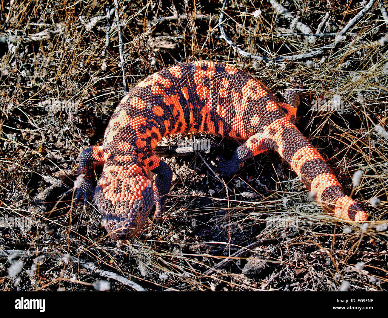 Gila monster hi-res stock photography and images - Alamy