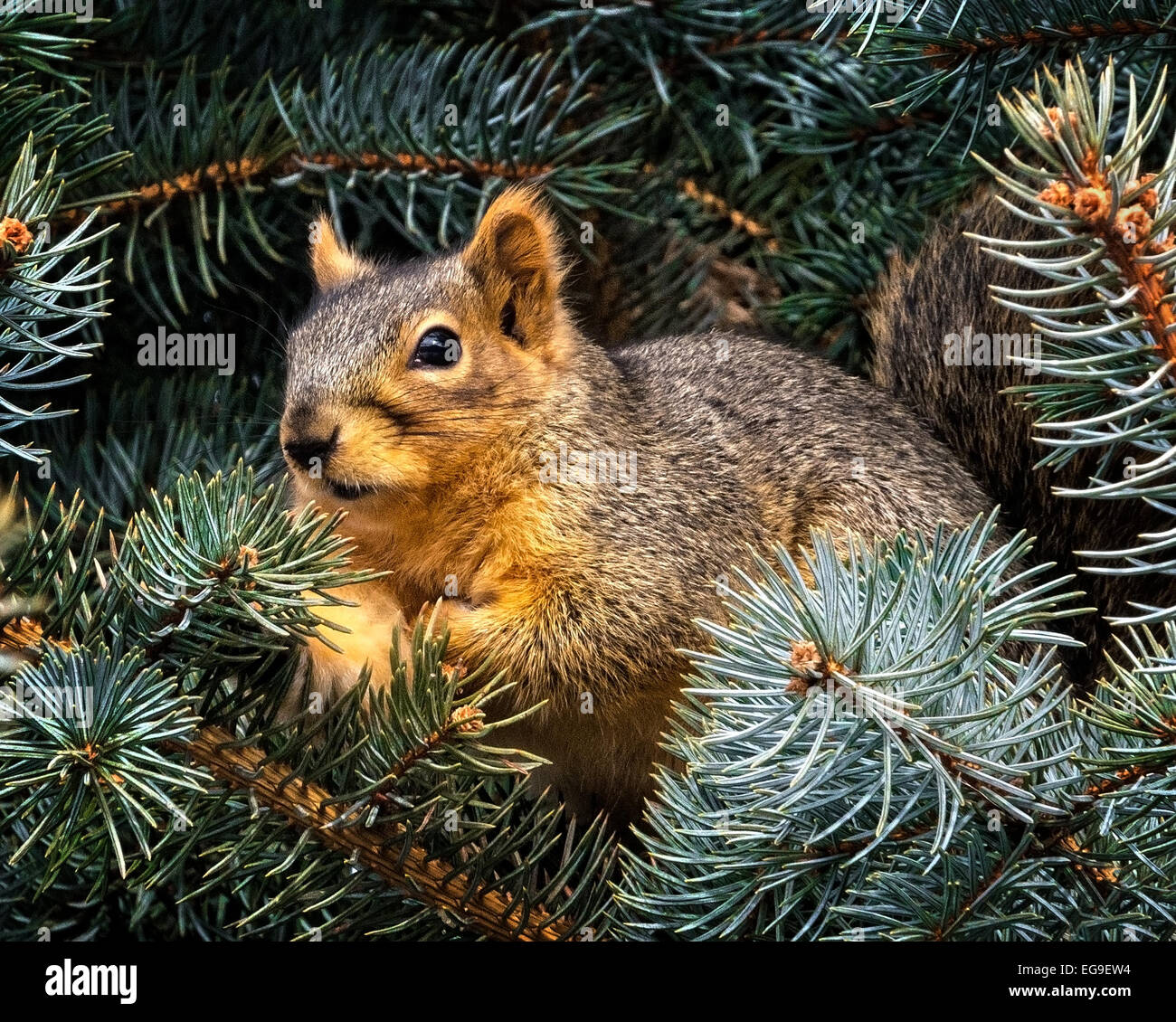 Pine squirrel hi-res stock photography and images - Alamy