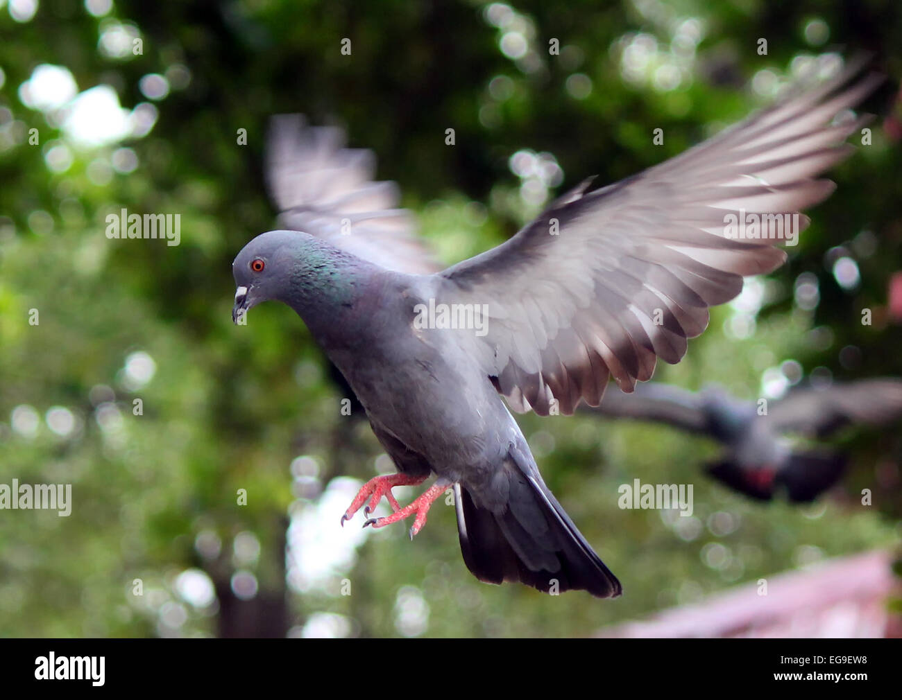 Flying pigeon in the natural Stock Photo - Alamy