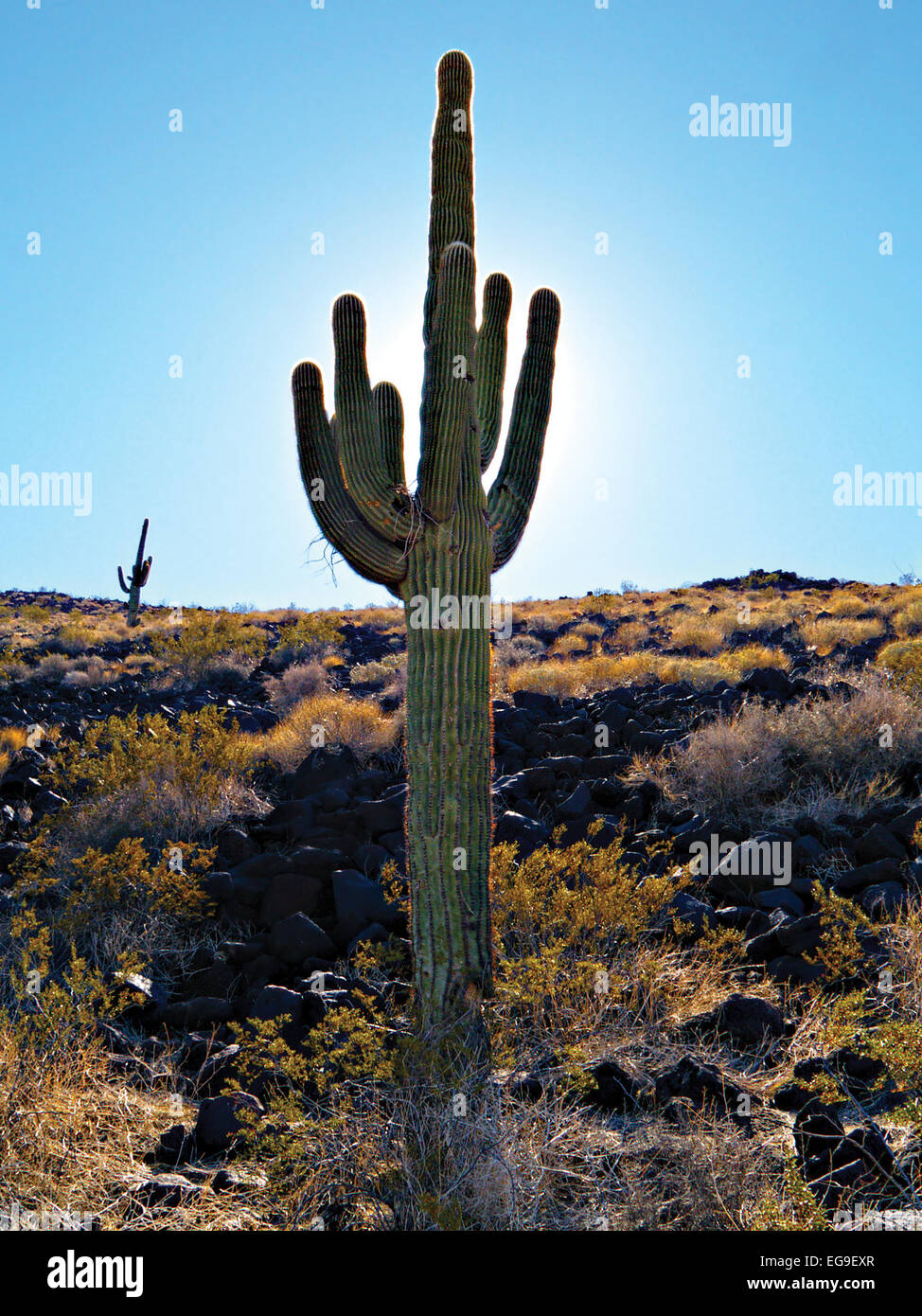 Arizona tall cactus hi-res stock photography and images - Alamy