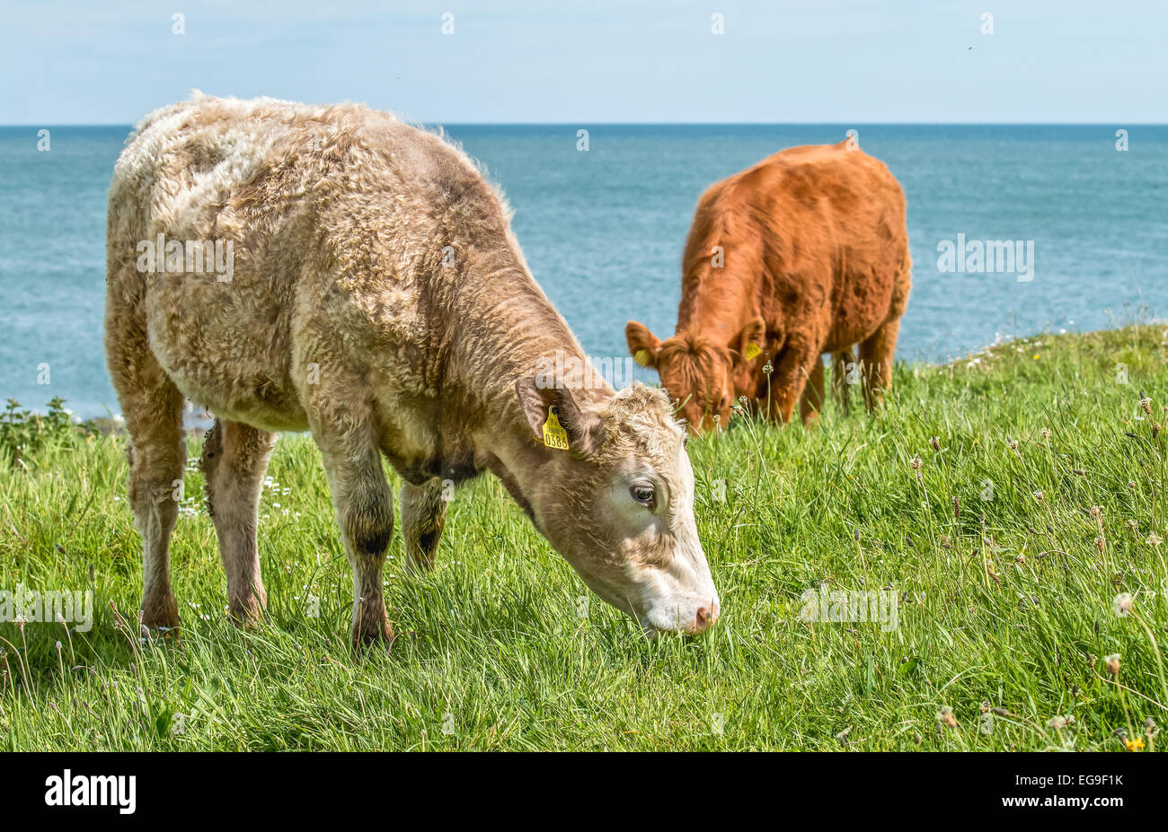 Cows grazing on grass at seaside Stock Photo - Alamy