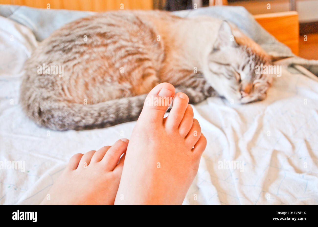 Woman's bare feet and cat sleeping on bed Stock Photo - Alamy