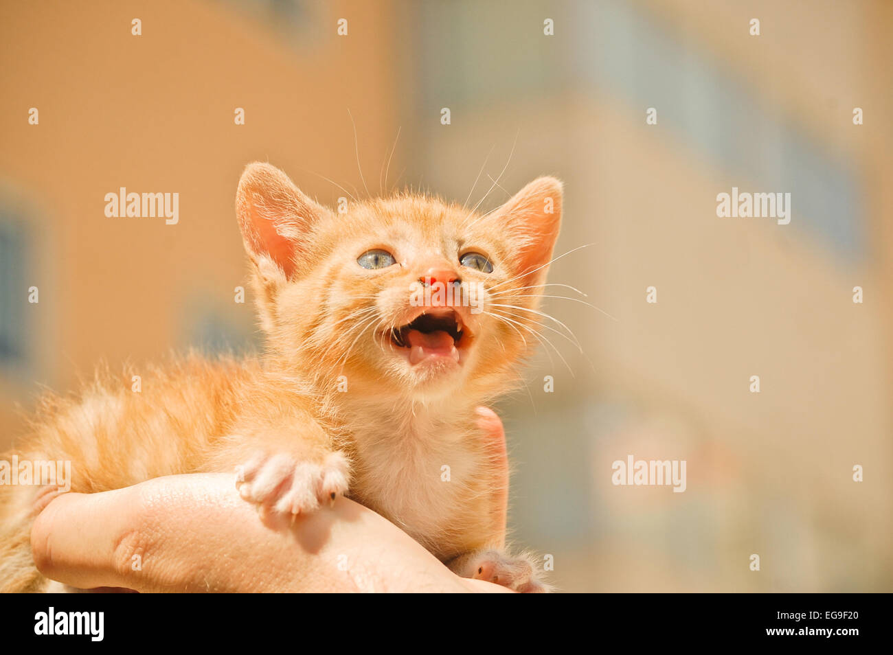 Ginger kitten meowing Stock Photo - Alamy