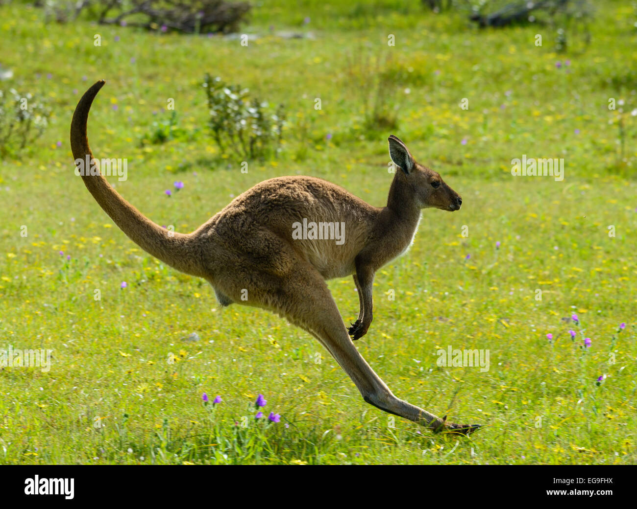 Kangaroo jumping, Coffin Bay, Eyre Peninsula, Australia Stock Photo - Alamy