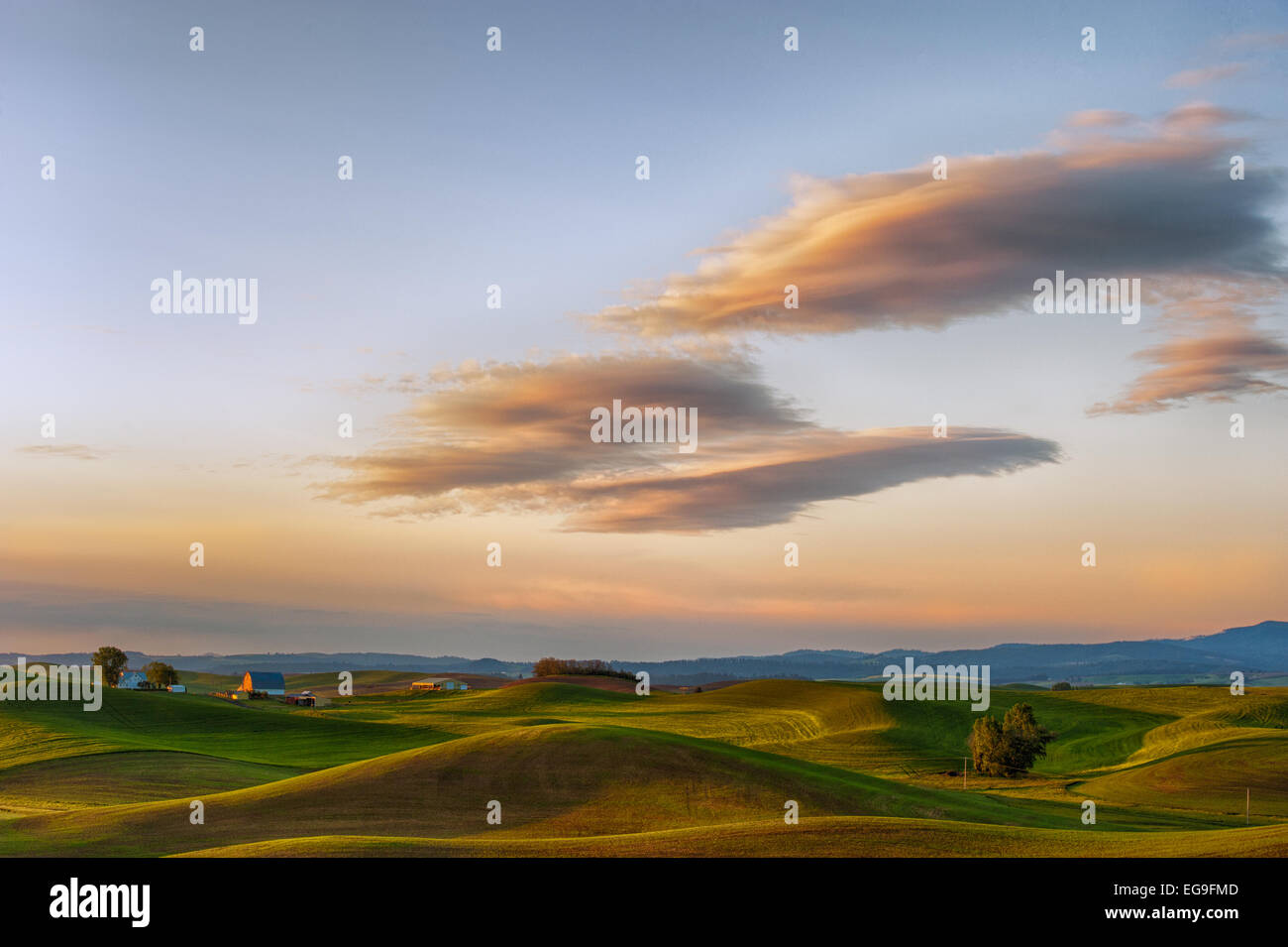 Rolling wheat fields Stock Photo - Alamy