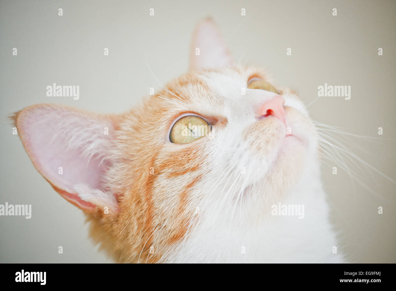 Portrait of cat looking up Stock Photo - Alamy
