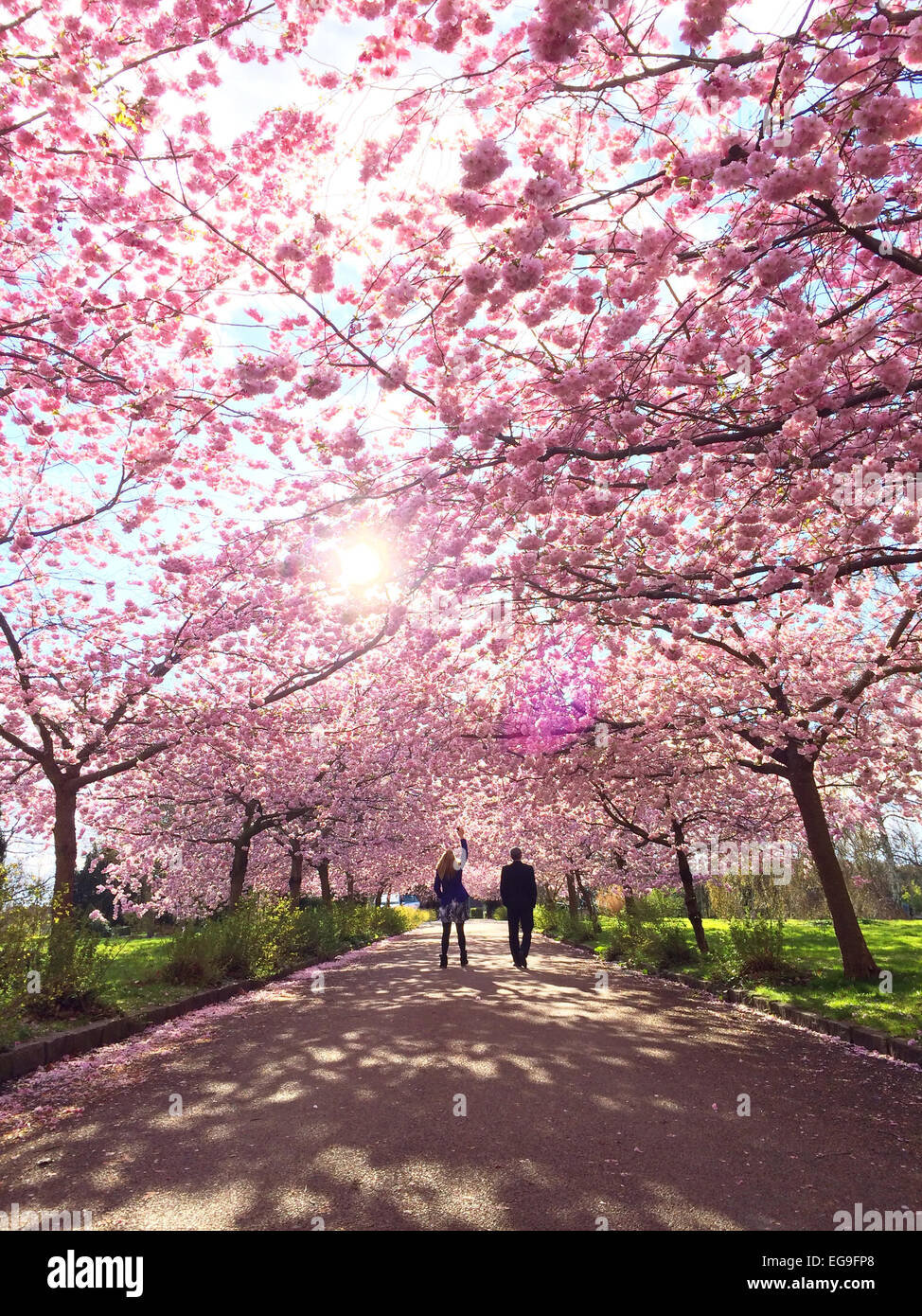 Denmark, Copenhagen, Trees in full blossom Stock Photo - Alamy