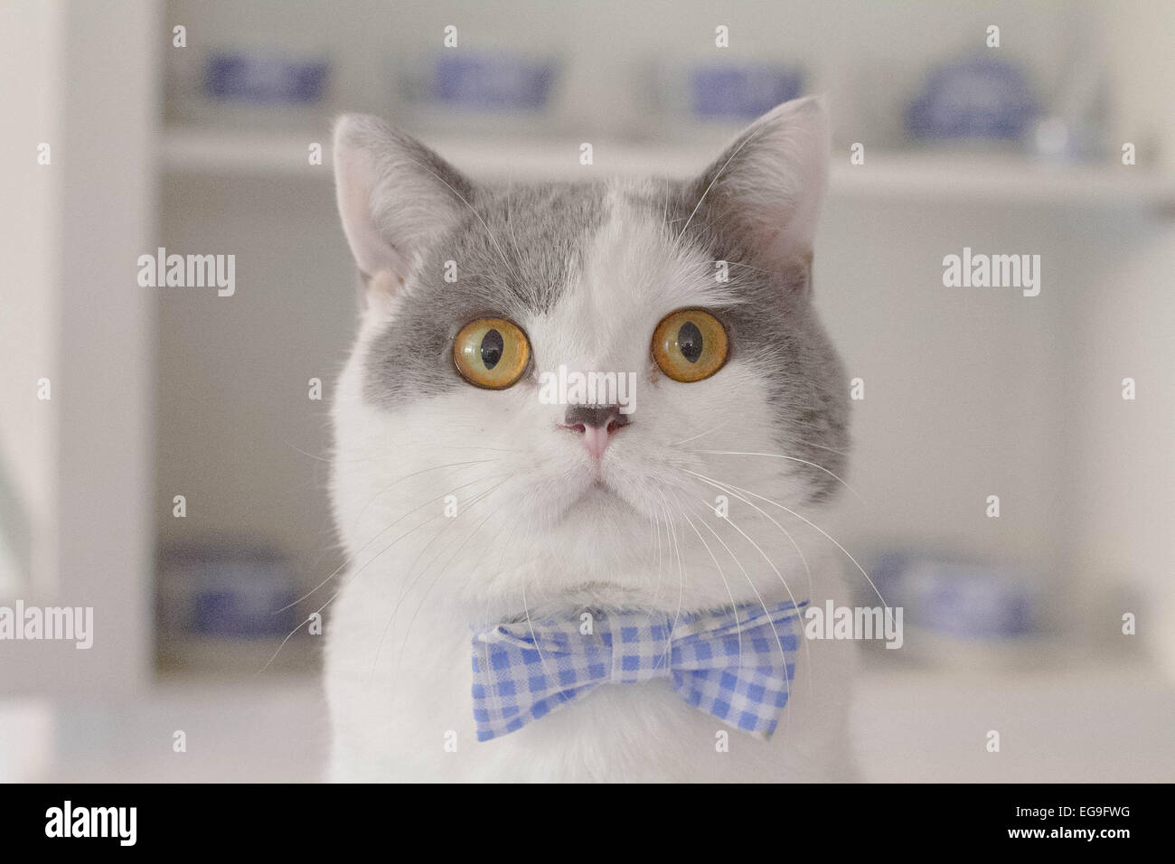 Cat Wearing Bow Tie High Resolution Stock Photography and Images - Alamy