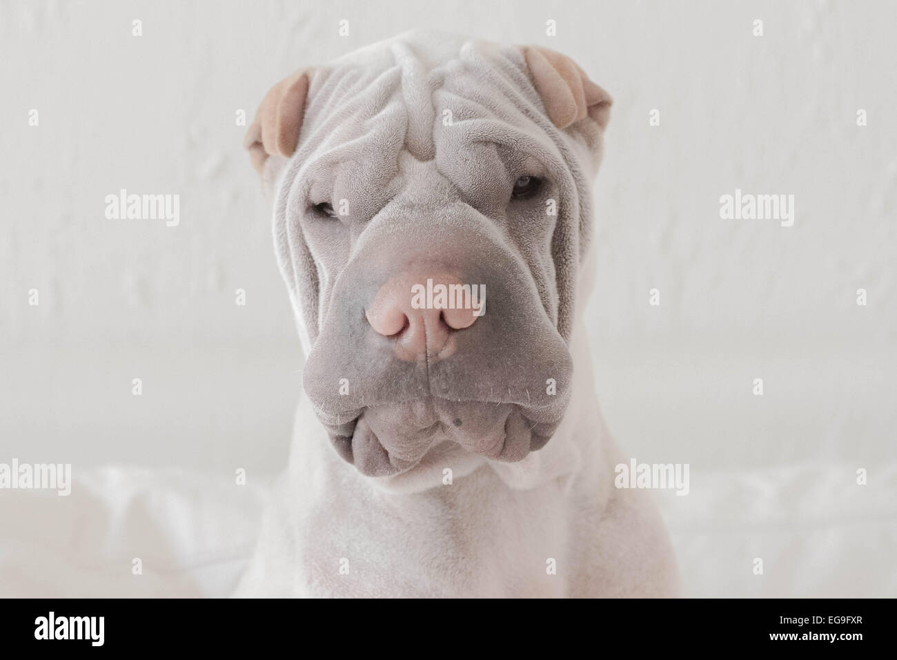 Portrait of worried dog Stock Photo - Alamy