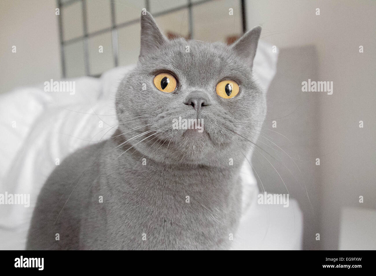 Cat looking at something Stock Photo - Alamy
