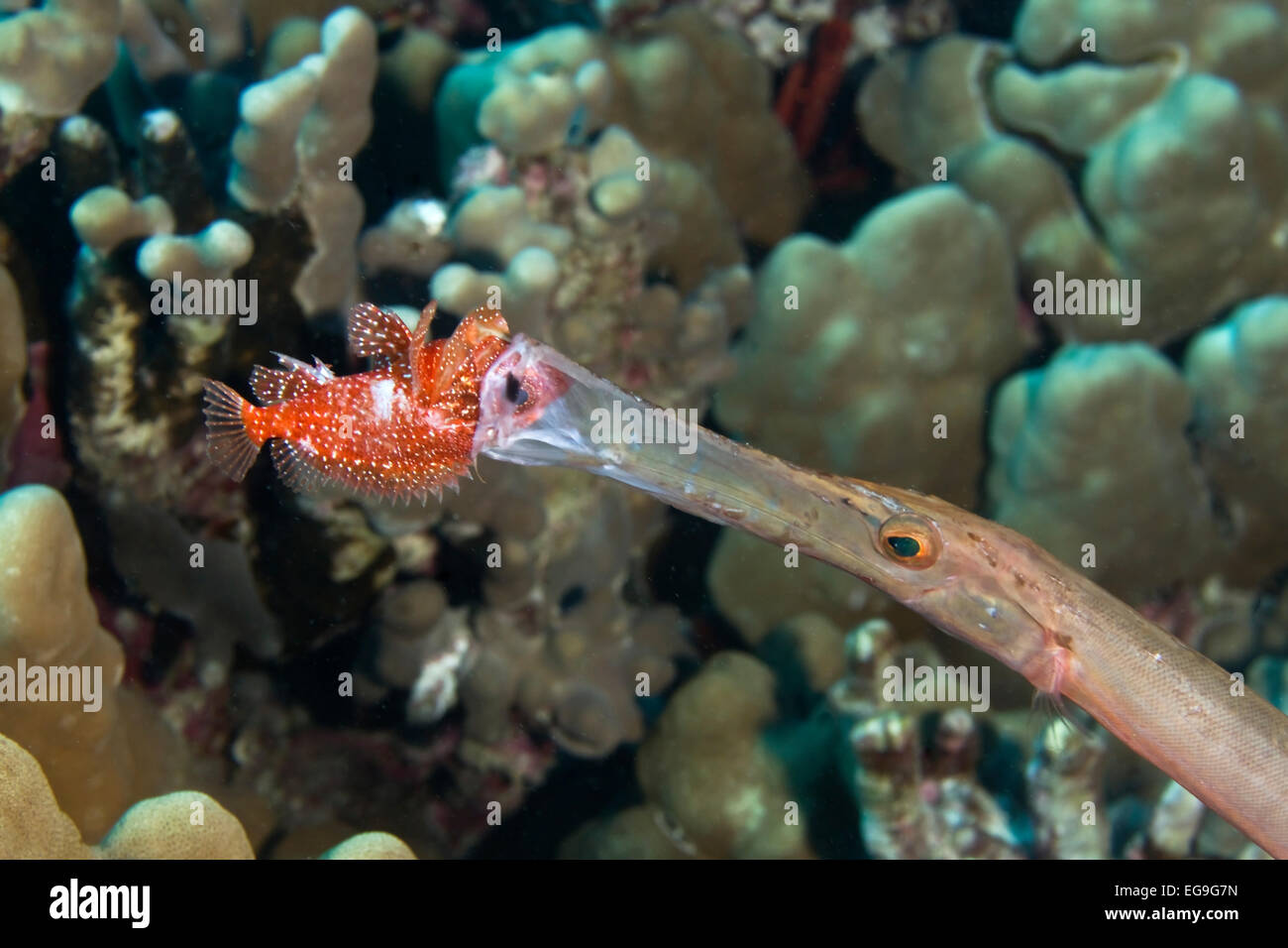 Trumpetfish eating Galactic Scorpionfish, Kailua Kona, Hawaii, United ...