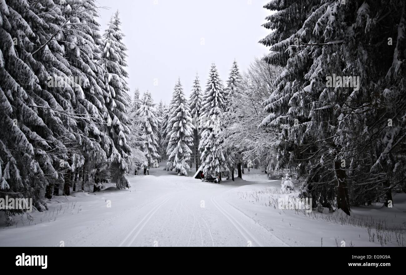 Tyre tracks through a snowy forest, Thuringia, Germany Stock Photo - Alamy