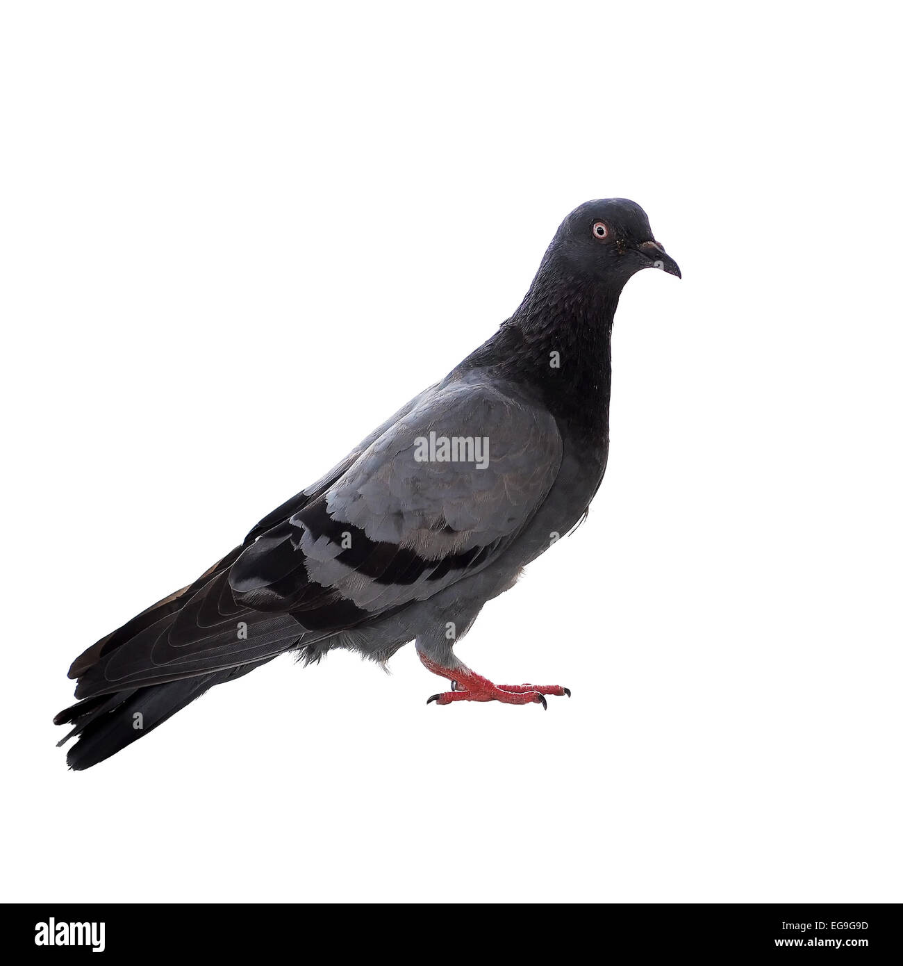 Homing pigeon Cut Out Stock Images & Pictures - Alamy