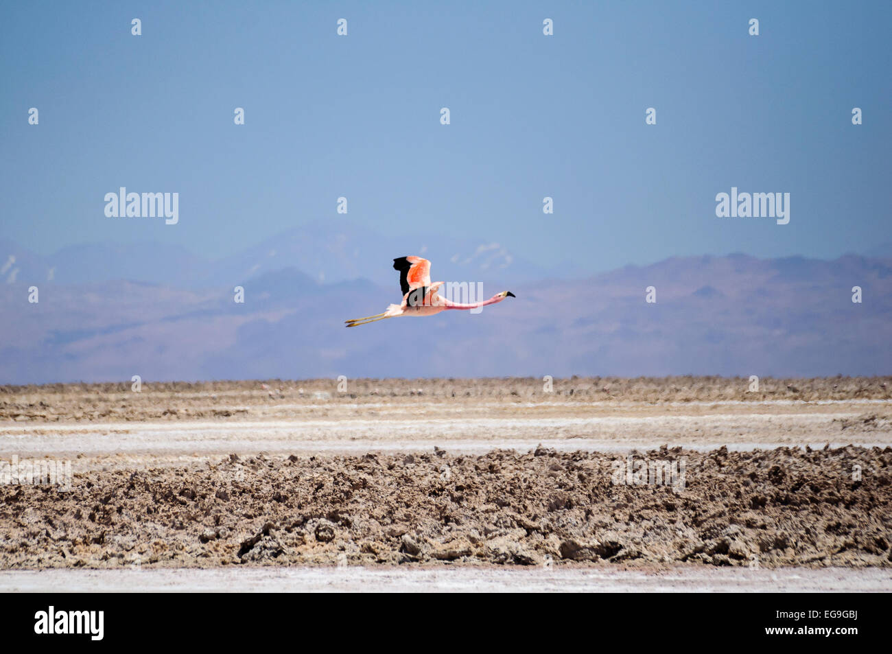 Flamingo flying over desert hi-res stock photography and images - Alamy