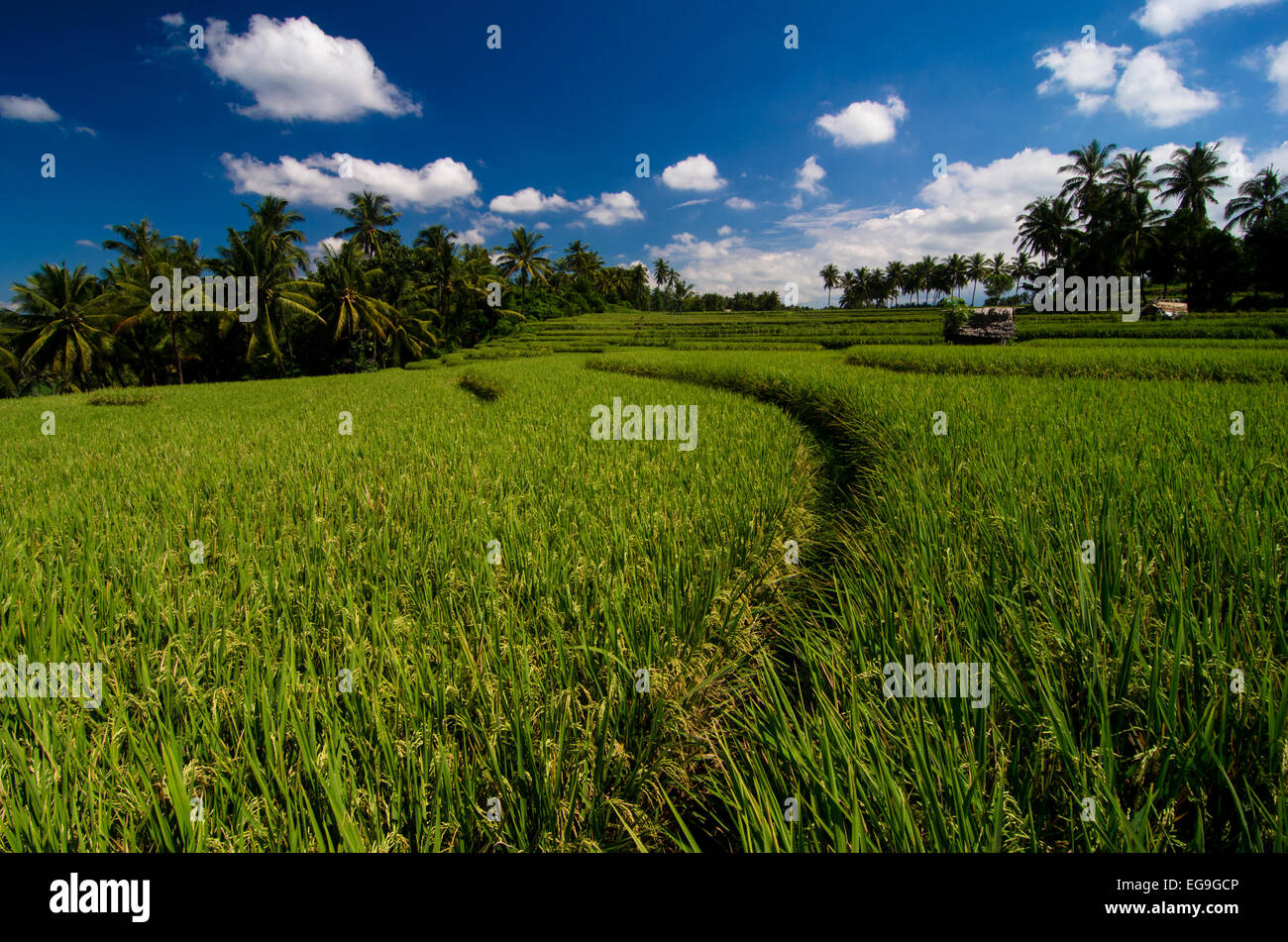 Footpath through a paddy field, Lombok, Indonesia Stock Photo - Alamy