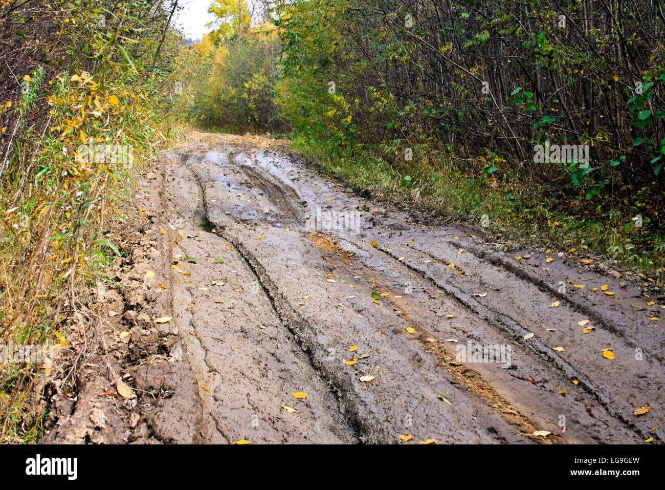 Wood road to very bad condition Stock Photo - Alamy