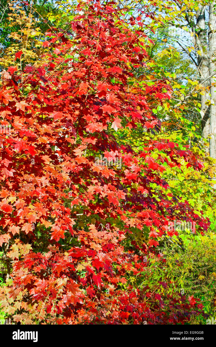The autumn has painted a maple red color Stock Photo - Alamy