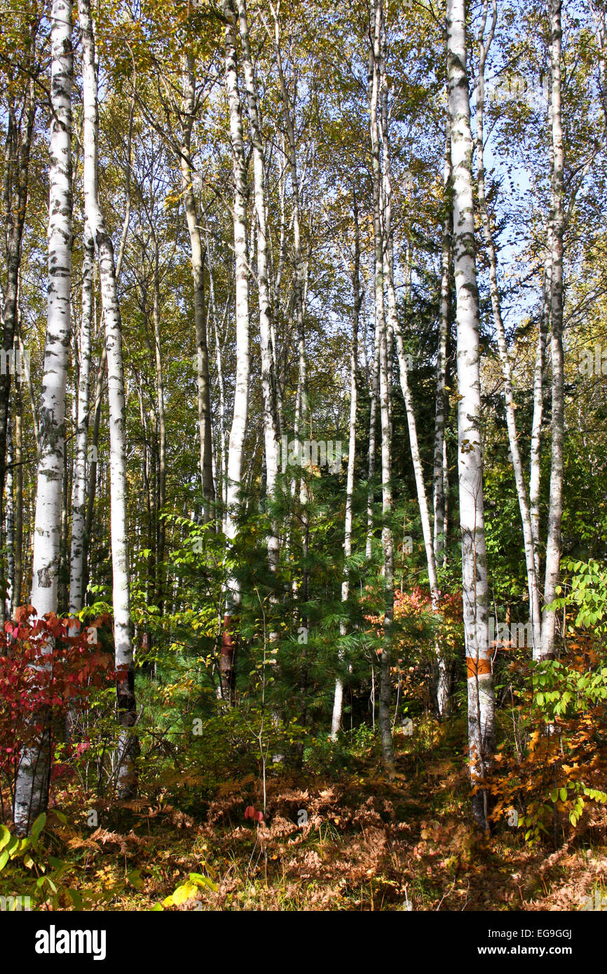 Red Pine Birch Tree Stock Photos & Red Pine Birch Tree Stock Images - Alamy