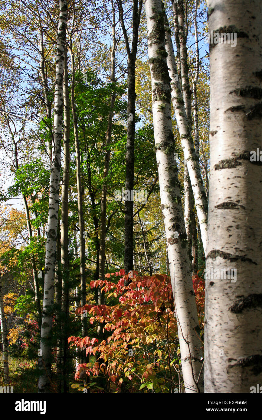 Silver maple tree trunk hi-res stock photography and images - Alamy