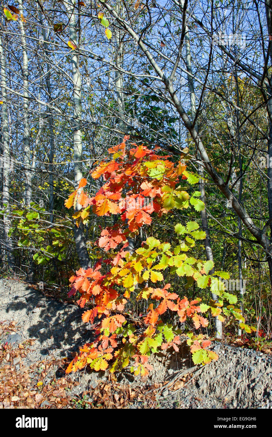 Dark blue, red, yellow, green - color of autumn Stock Photo - Alamy