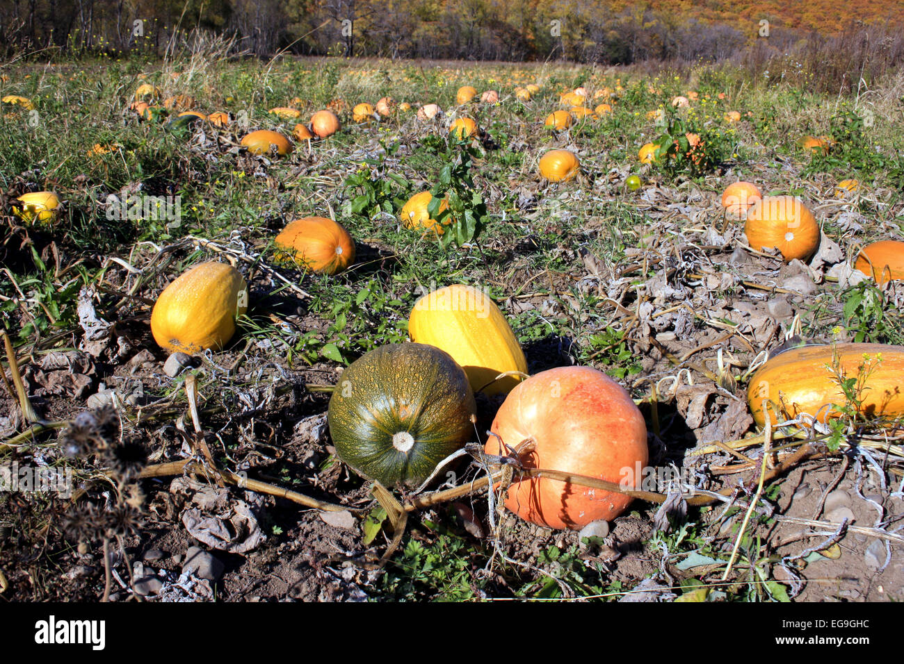 Earth fruits hi-res stock photography and images - Alamy