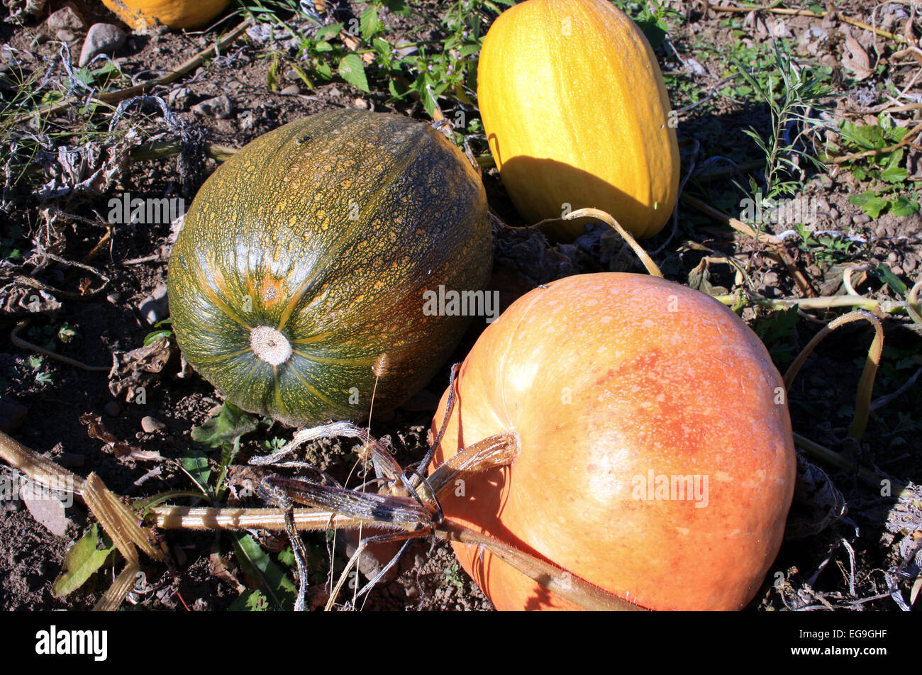 Fruits of a ripe pumpkin lie on the earth Stock Photo - Alamy