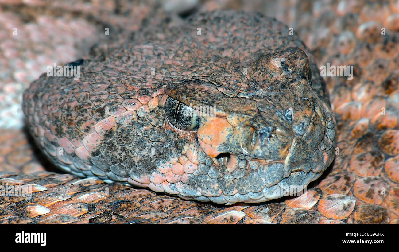 Diamond backed rattlesnake hi-res stock photography and images - Alamy