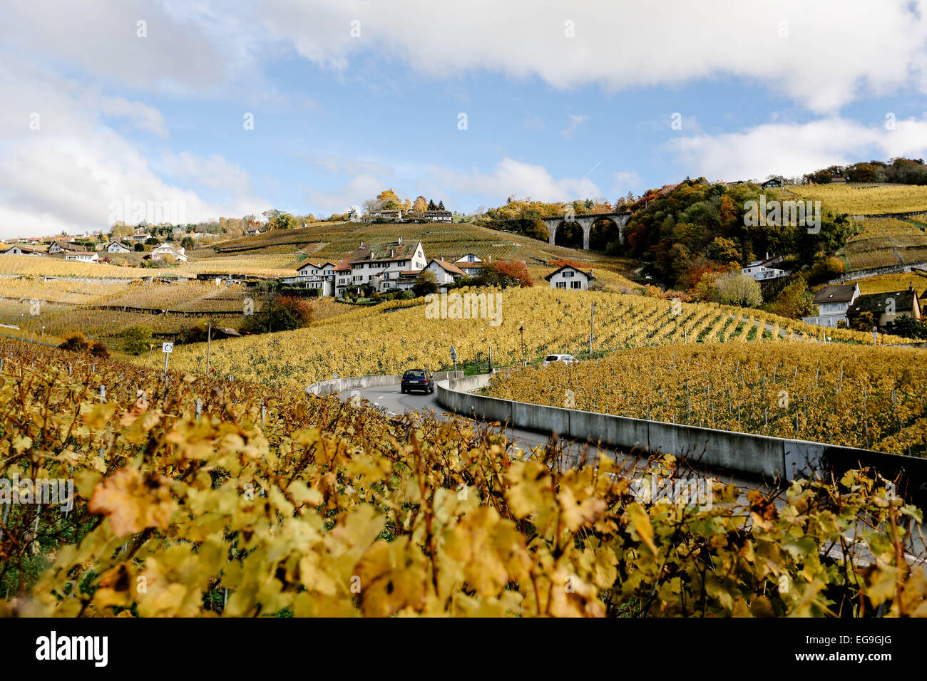 Switzerland, Lausanne, Vineyard terrace in autumn Stock Photo - Alamy